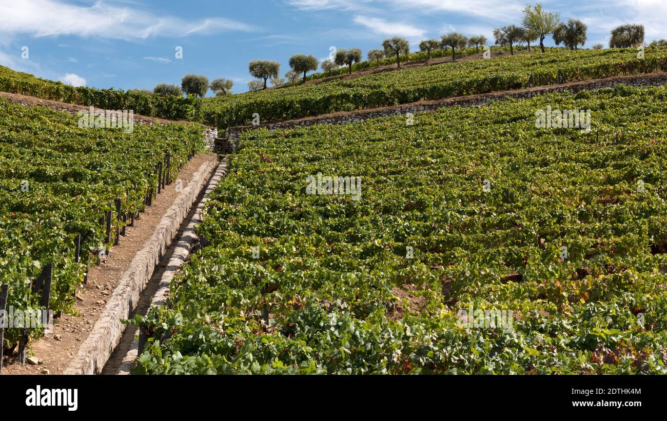 Planting of vines for wine harvesting and processing Stock Photo - Alamy