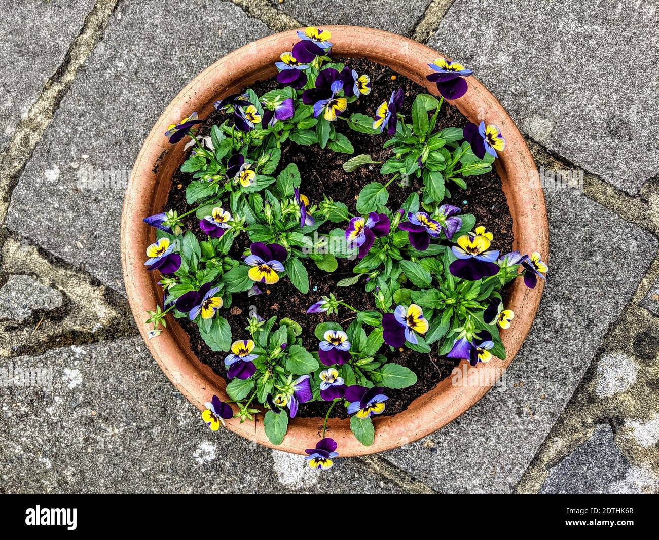 Potted Pansies High Resolution Stock Photography and Images - Alamy