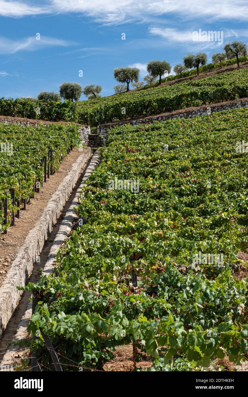 Planting of vines for wine harvesting and processing Stock Photo - Alamy