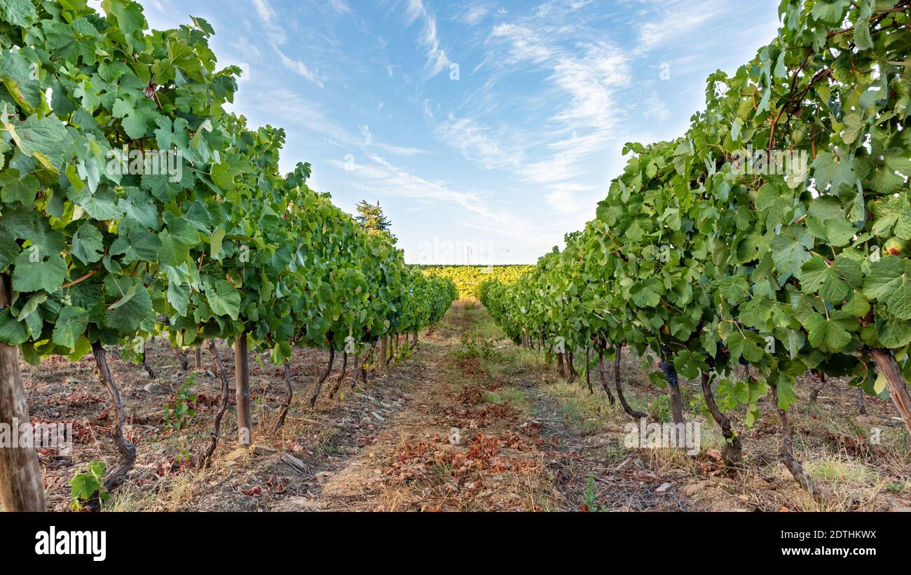 Planting of vines hi-res stock photography and images - Alamy