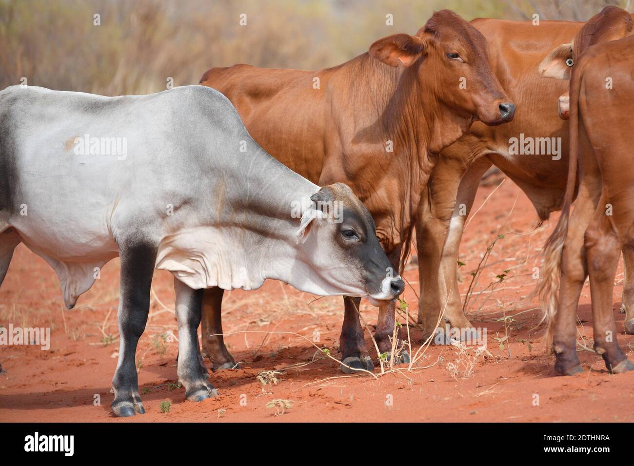 A mixed heard of young cattle standing amongst the Red Soil, in the ...