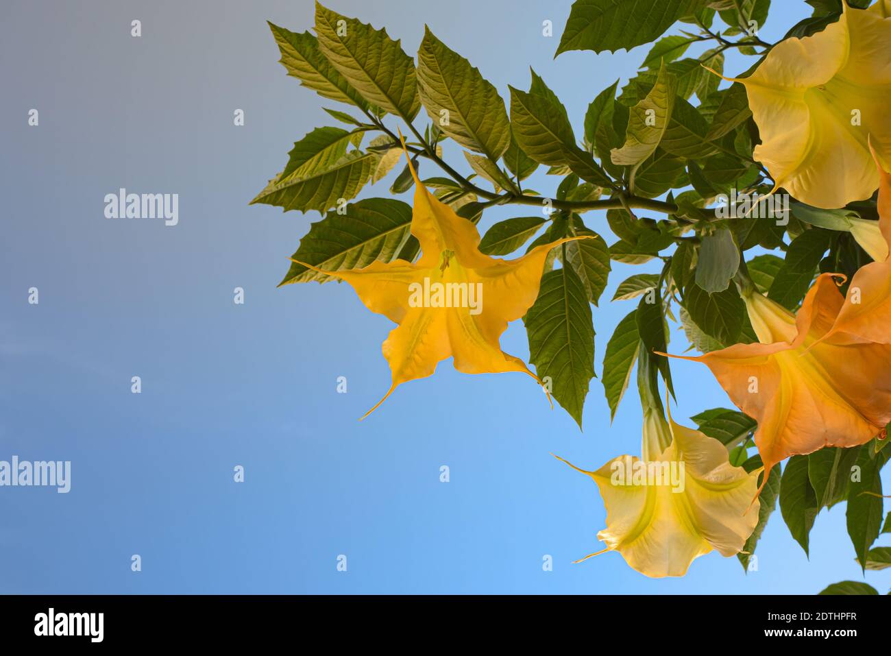 Plant with yellow flowers called Angel or Devil's Trumpet, photo taken ...