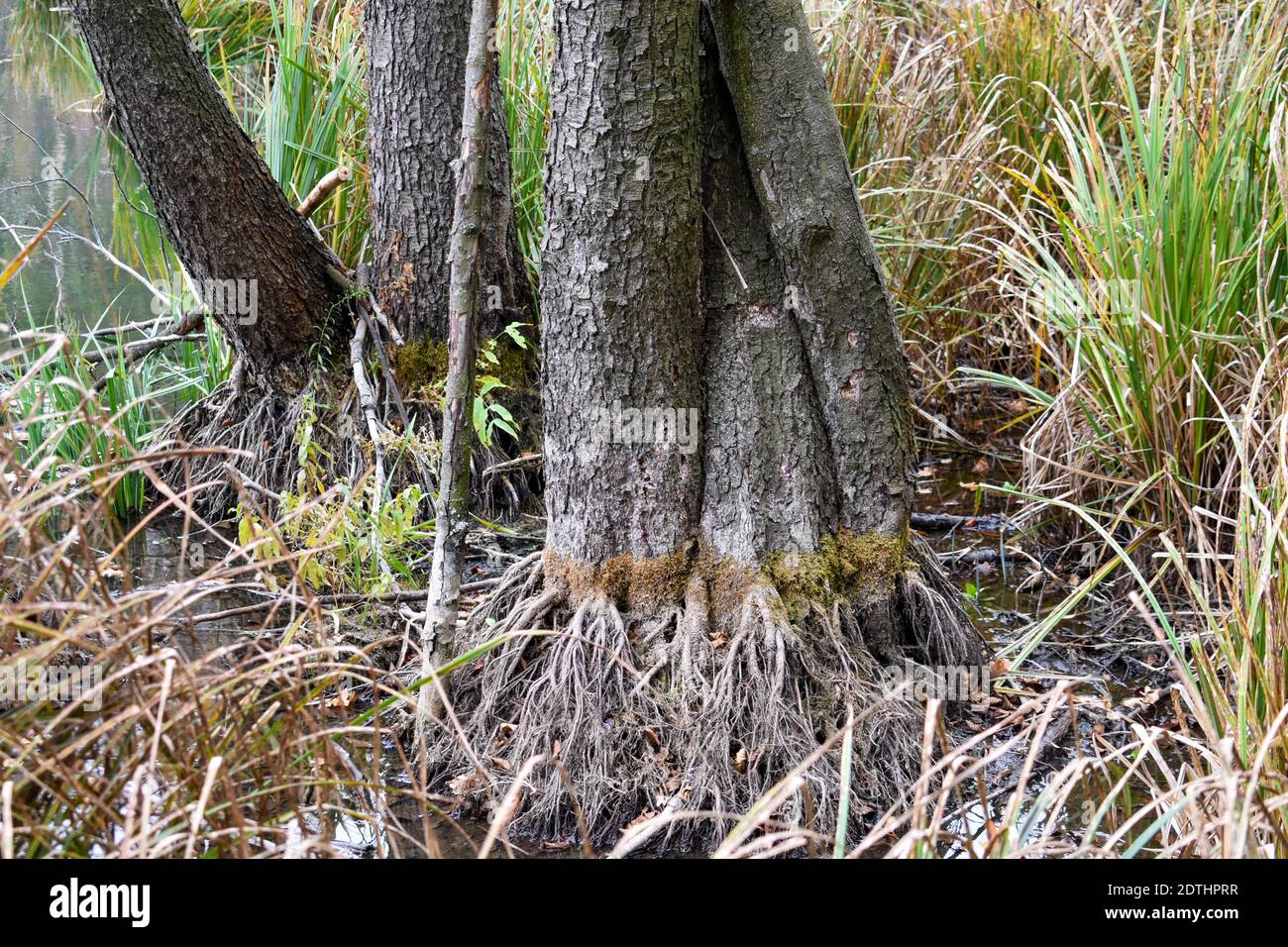 Tree roots in a swamp close up Stock Photo - Alamy