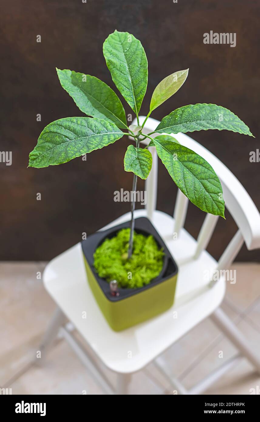 Avocado tree in a pot tree on a white wooden chair, home grown. Indoor ...