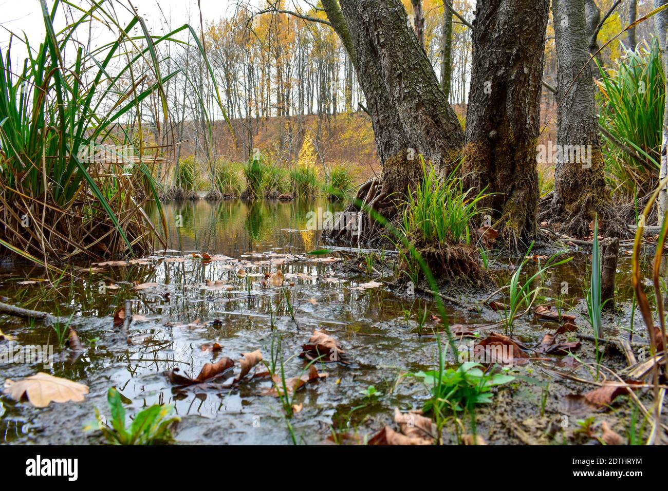 Beautiful swamp hi-res stock photography and images - Alamy