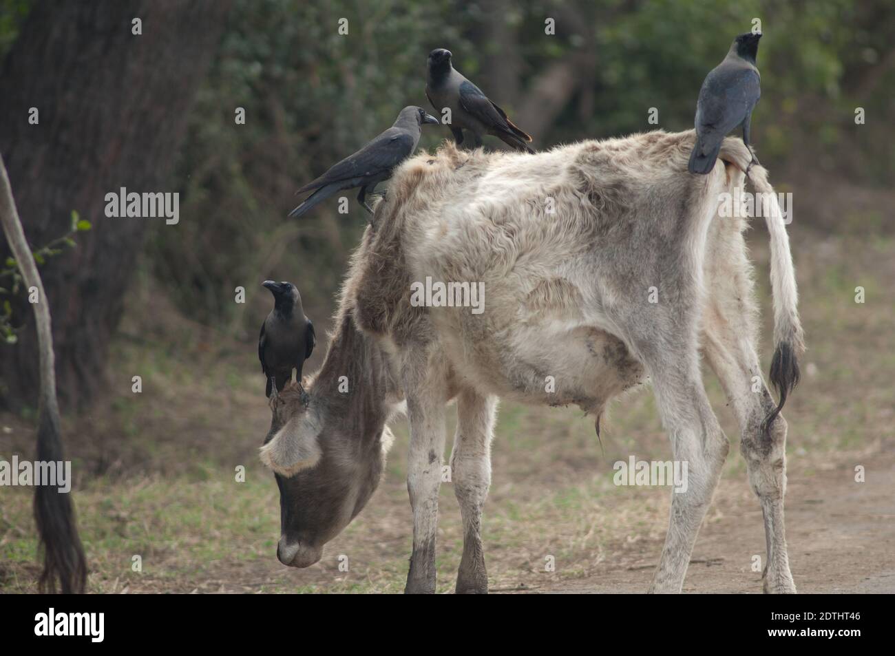 Colombo crows hi-res stock photography and images - Alamy