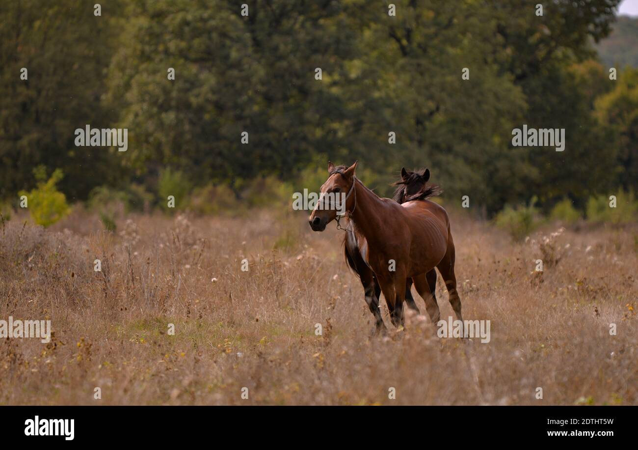 Two horses running through a rural landscape surrounded by trees Stock ...
