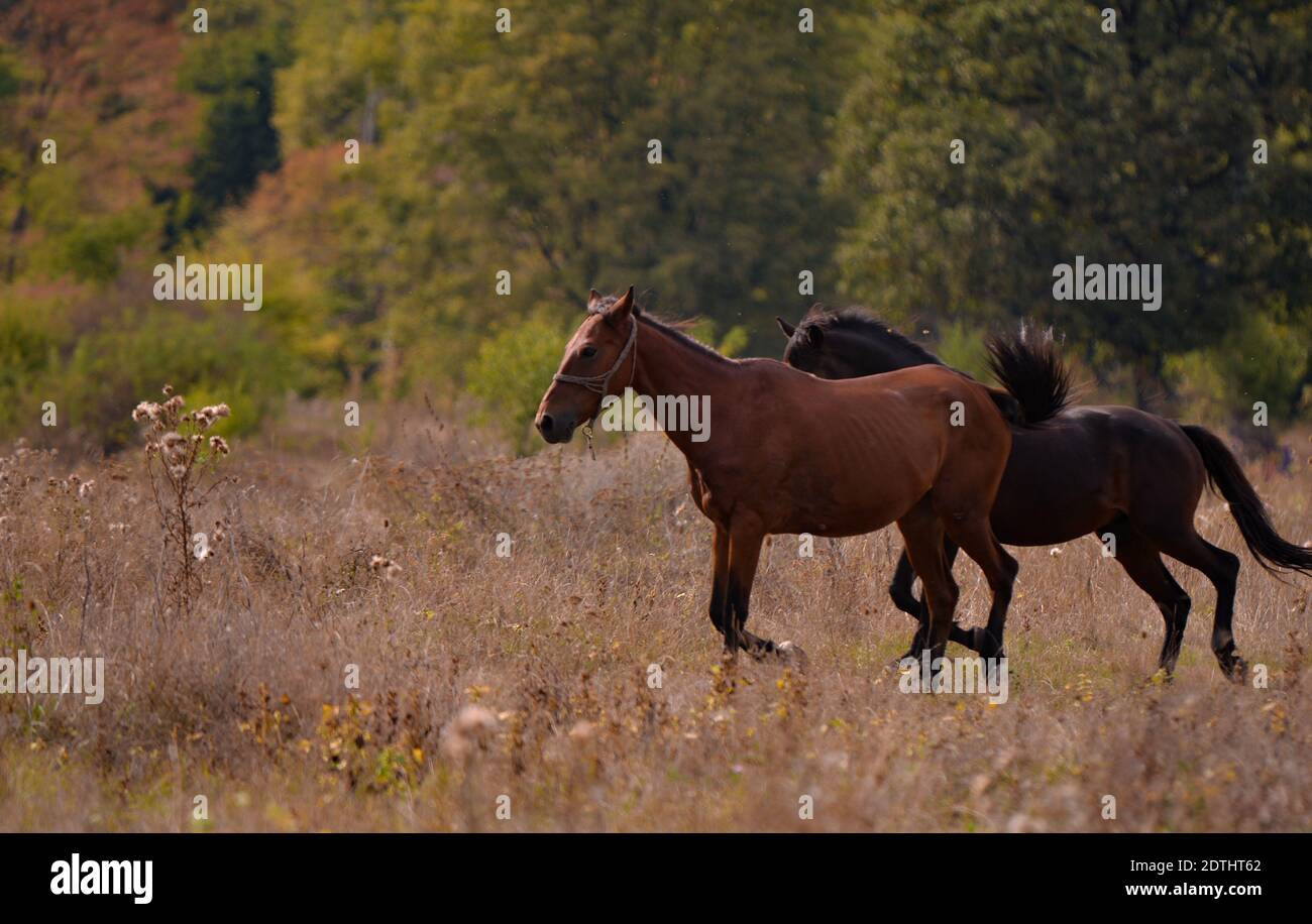 Horses run on grassy meadow hi-res stock photography and images - Alamy