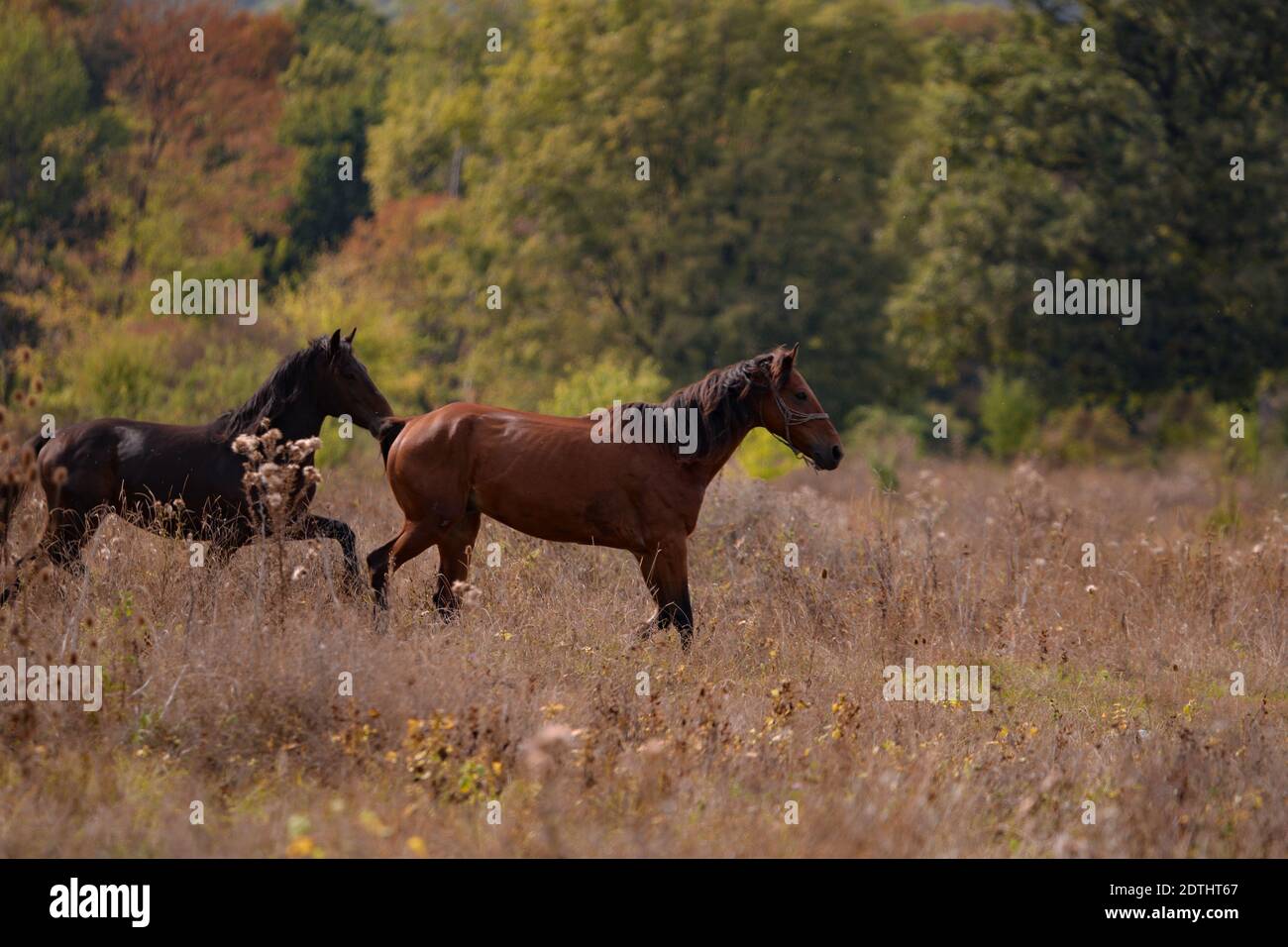 Two horses running through a rural landscape surrounded by trees Stock ...