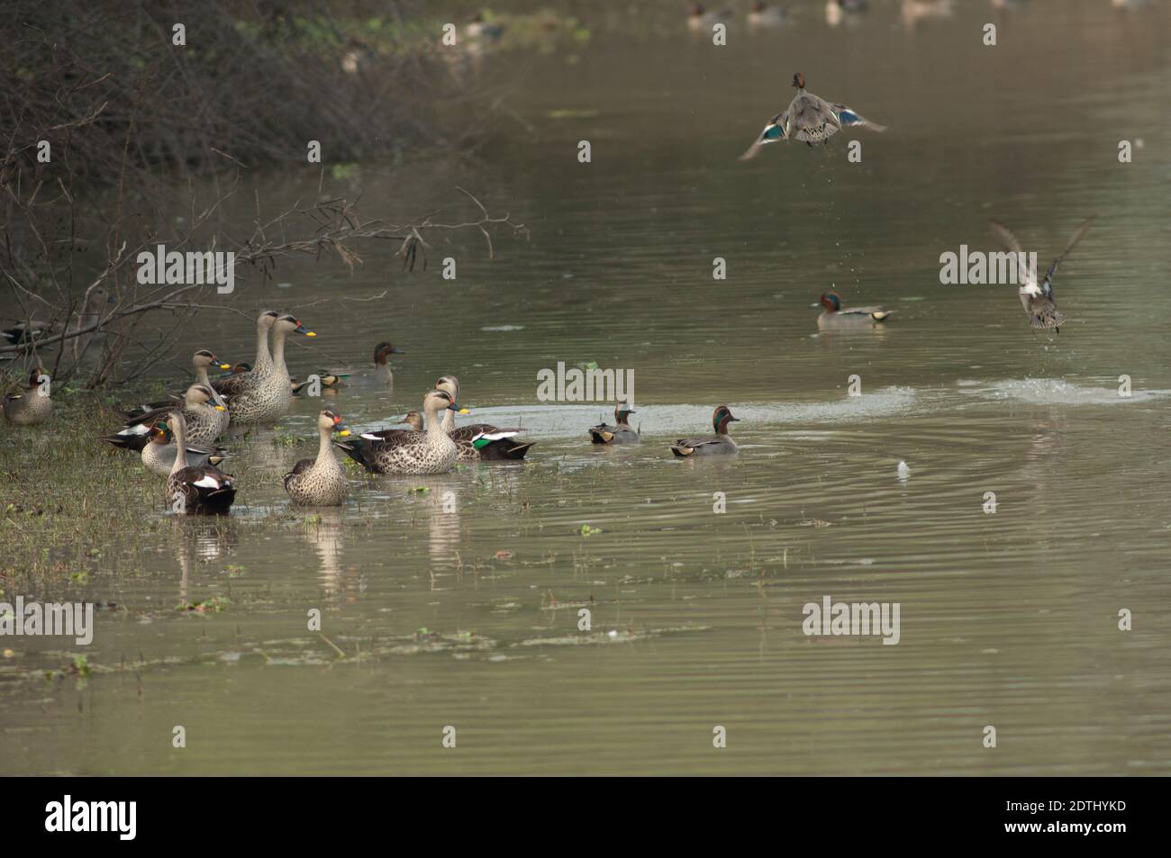 Indian spot-billed ducks Anas poecilorhyncha to the left and Eurasian ...