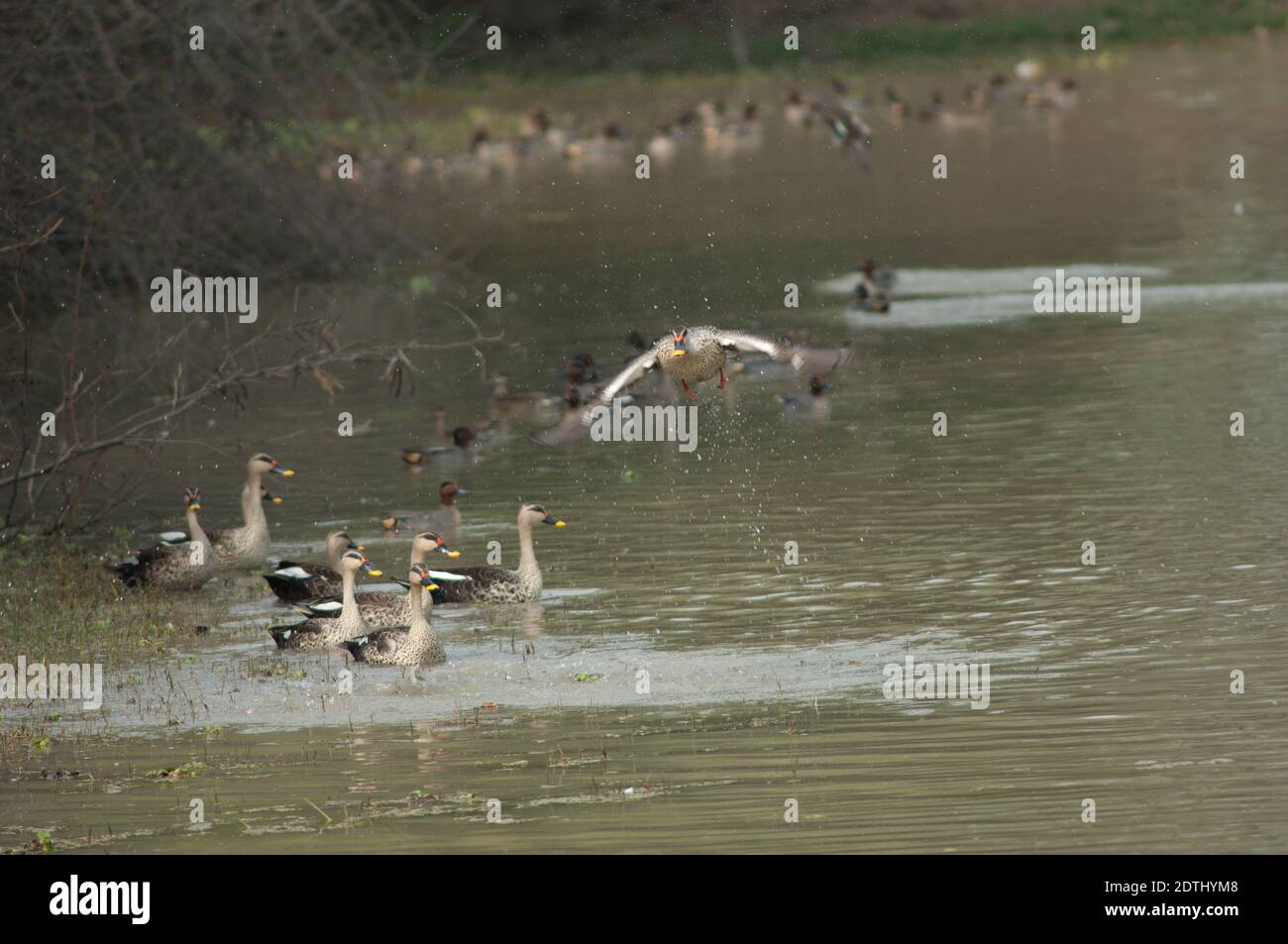 Indian spot-billed ducks Anas poecilorhyncha. Keoladeo Ghana National ...