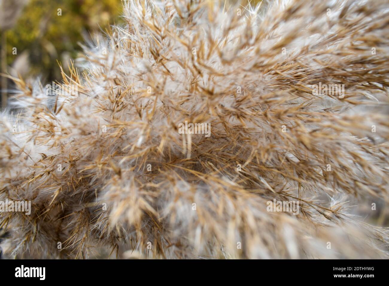 View of fluffy reeds Stock Photo - Alamy
