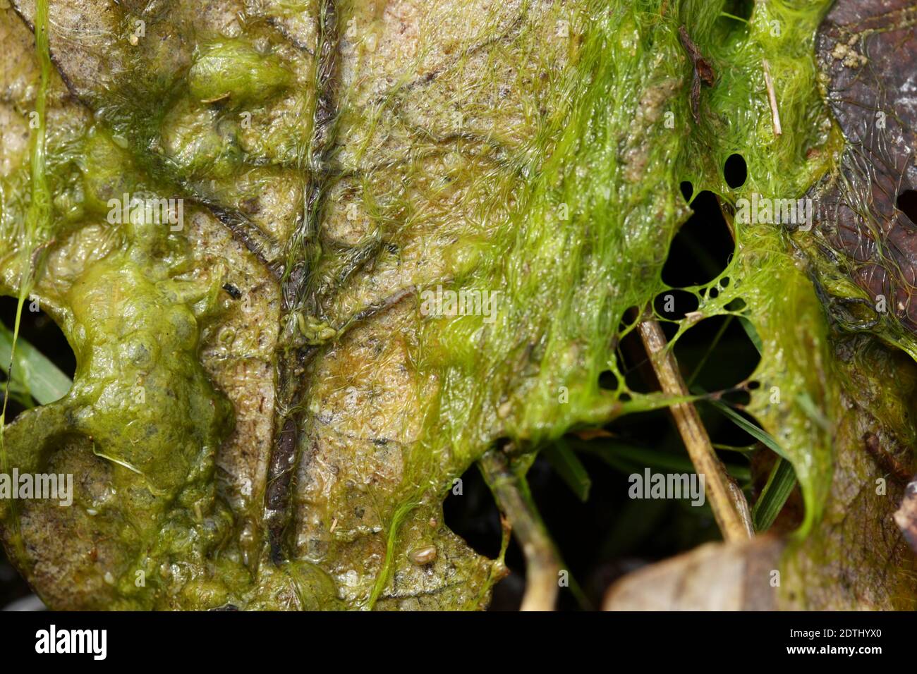 Green algae on the surface of the water. Nature background Stock Photo ...