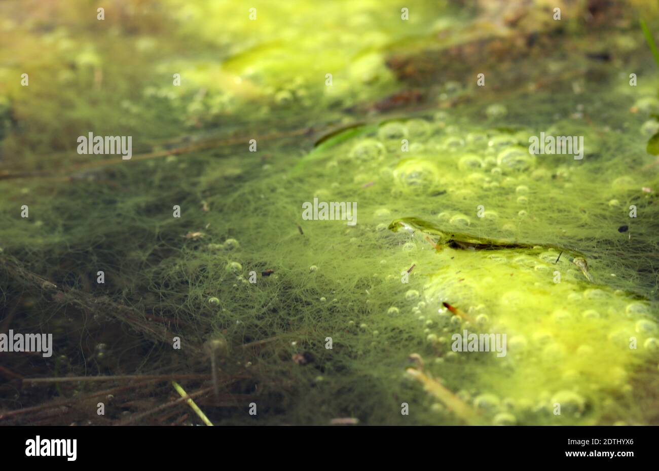 Green algae on the surface of the water. Nature background Stock Photo ...
