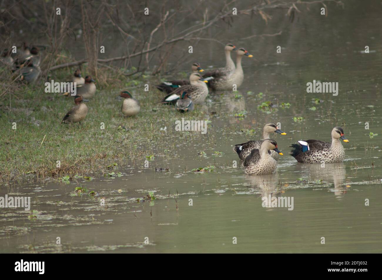 Indian spot-billed ducks Anas poecilorhyncha. Keoladeo Ghana National ...