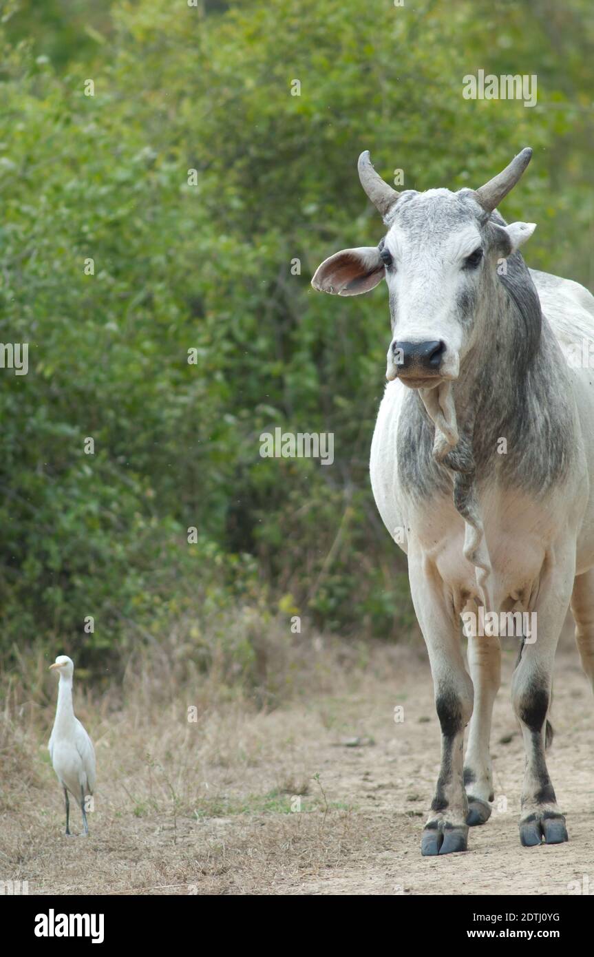 Indicine cattle hi-res stock photography and images - Alamy