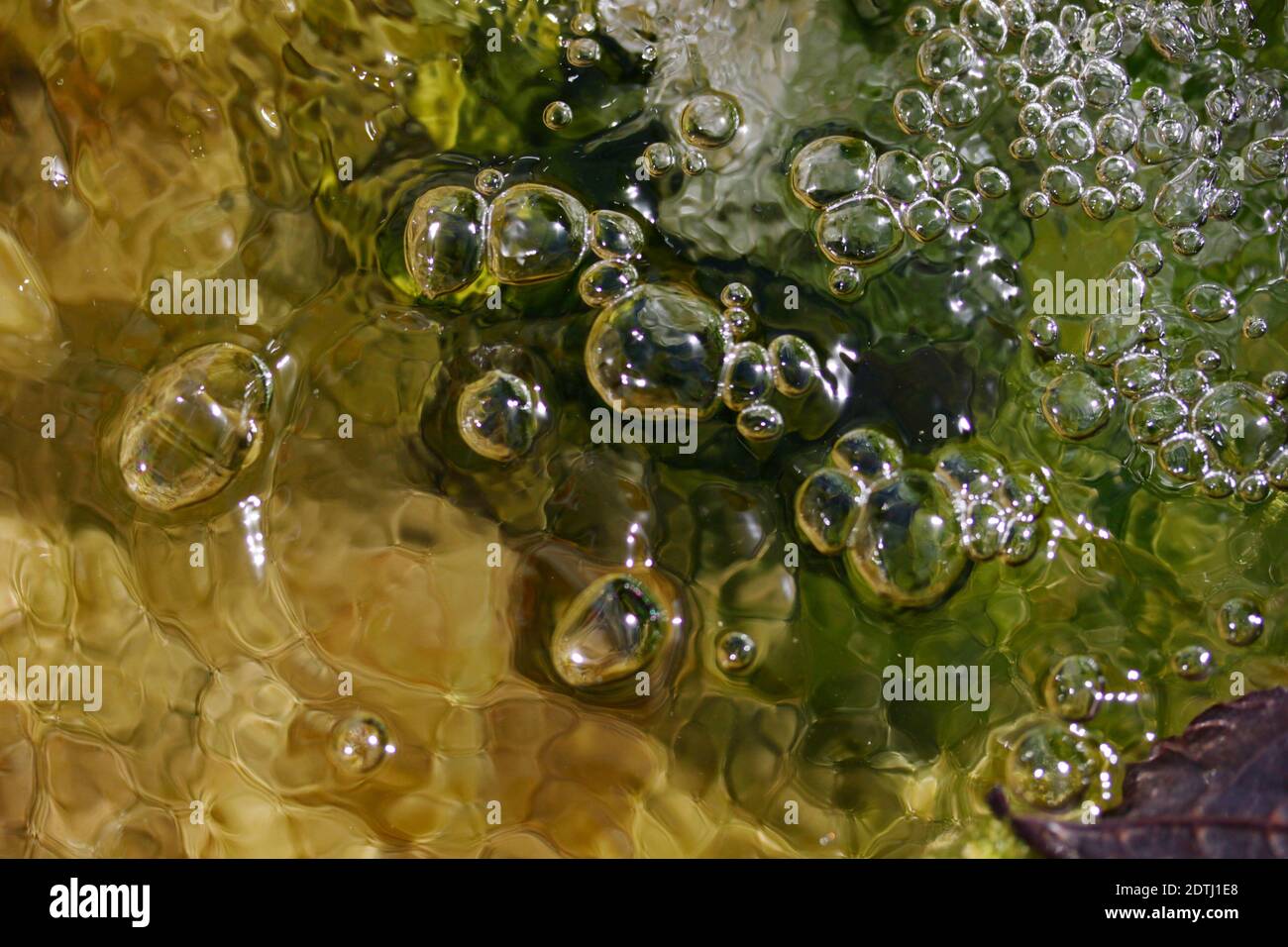 Freshwater scenery river lake underwater hi-res stock photography and ...