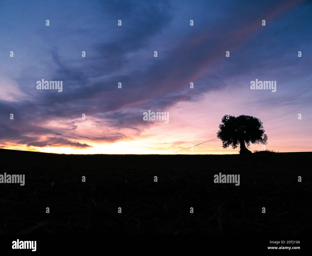 A beautiful sunset in a wheat field with a single tree standing in the ...
