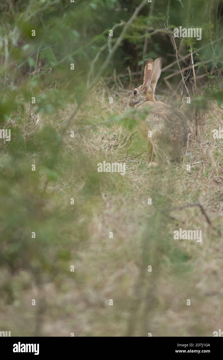 Indian hare Lepus nigricollis in Keoladeo Ghana National Park ...