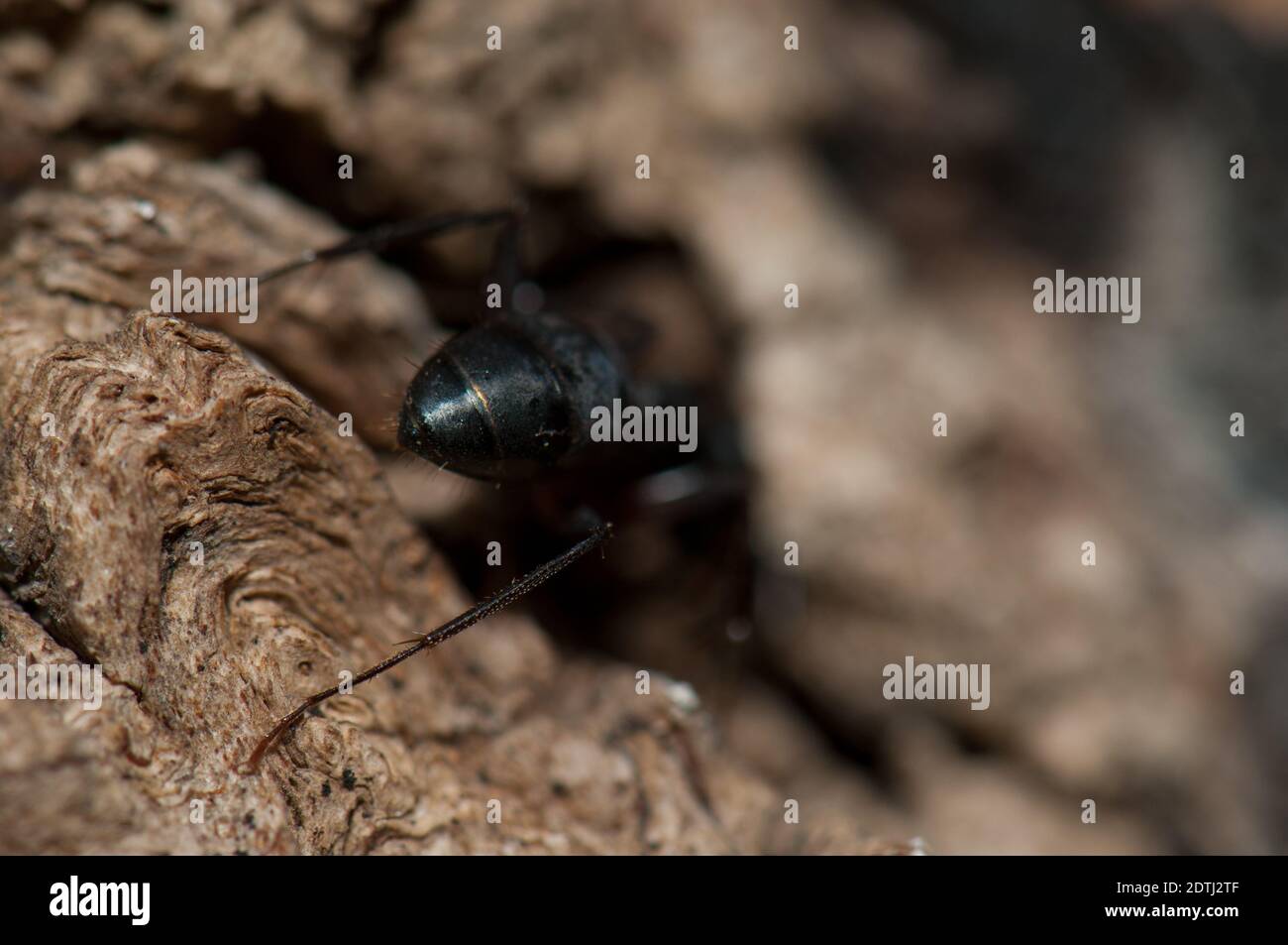 Back view of an ant Camponotus compressus. Keoladeo Ghana National Park ...