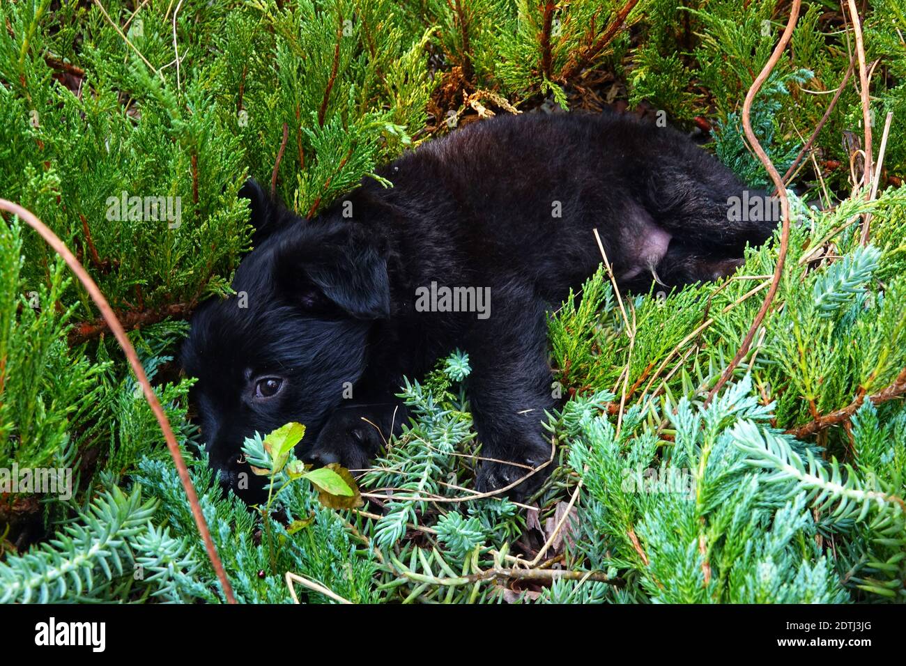 Black Dog Lying On Land Stock Photo - Alamy