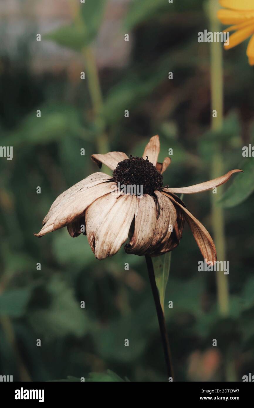 Dead inflorescence hi-res stock photography and images - Alamy