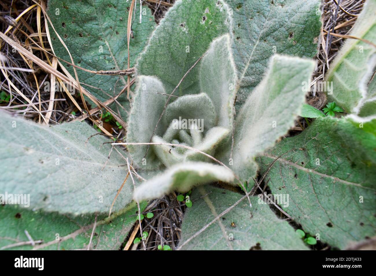 Shaggy fluffy leaves of field grass Stock Photo - Alamy