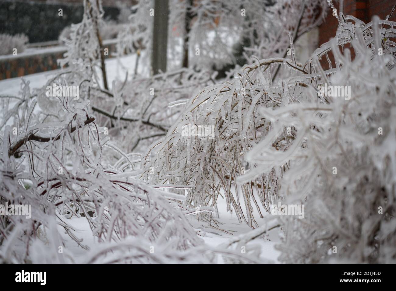 Trees are covered with a crust of ice after icy rain. Natural disaster ...