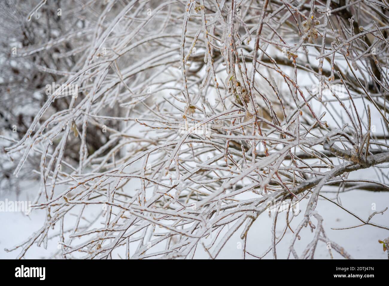 Trees are covered with a crust of ice after icy rain. Natural disaster ...