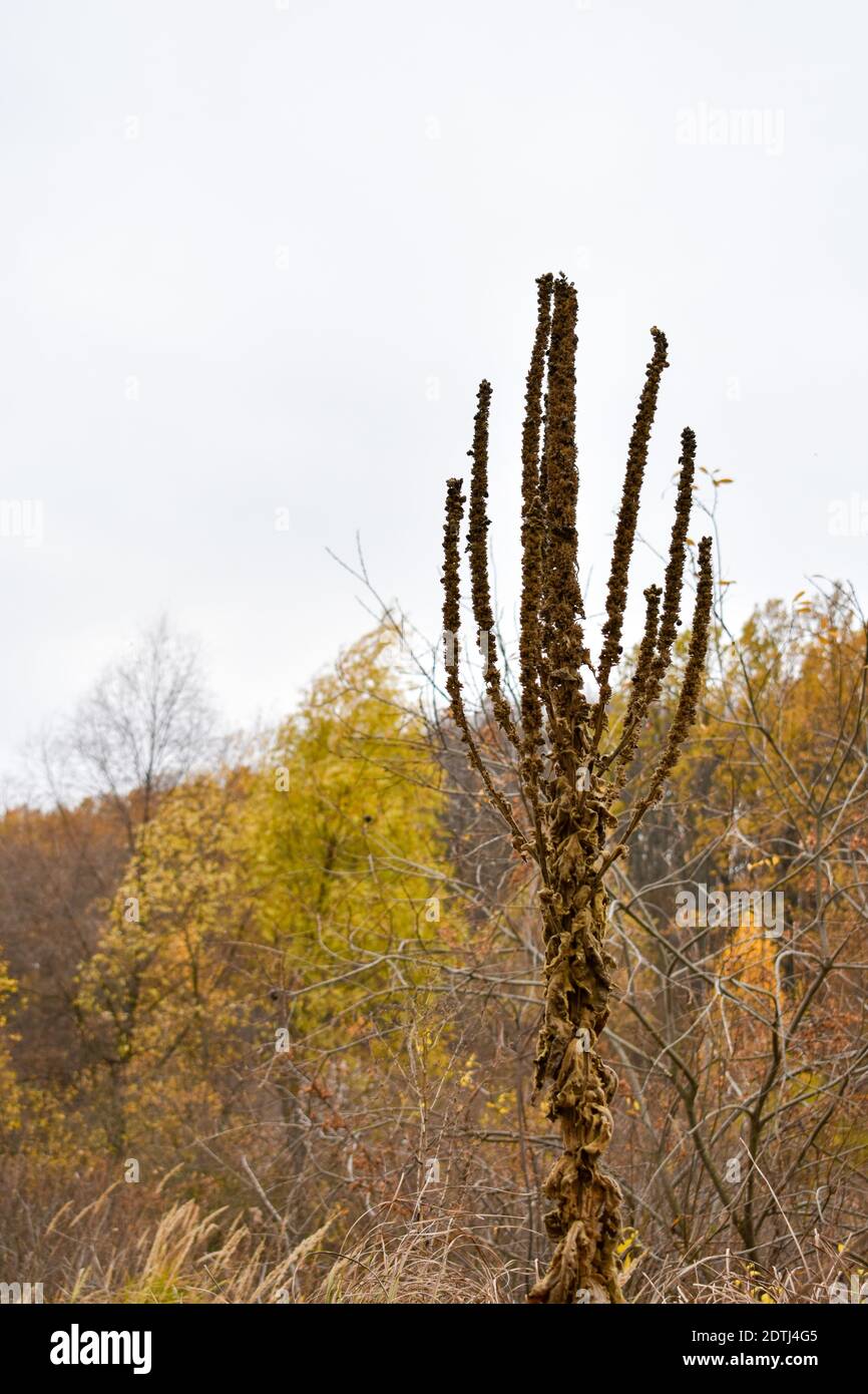 Tall dry stem of grass in autumn Stock Photo - Alamy