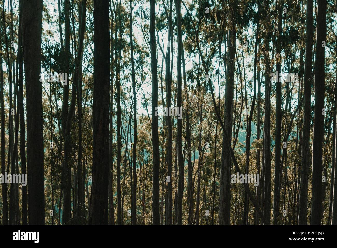 A closeup shot of a forest with beautiful high trees in the daytime ...