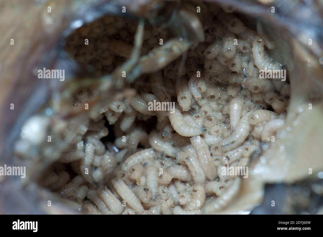 Maggots meat hi-res stock photography and images - Alamy