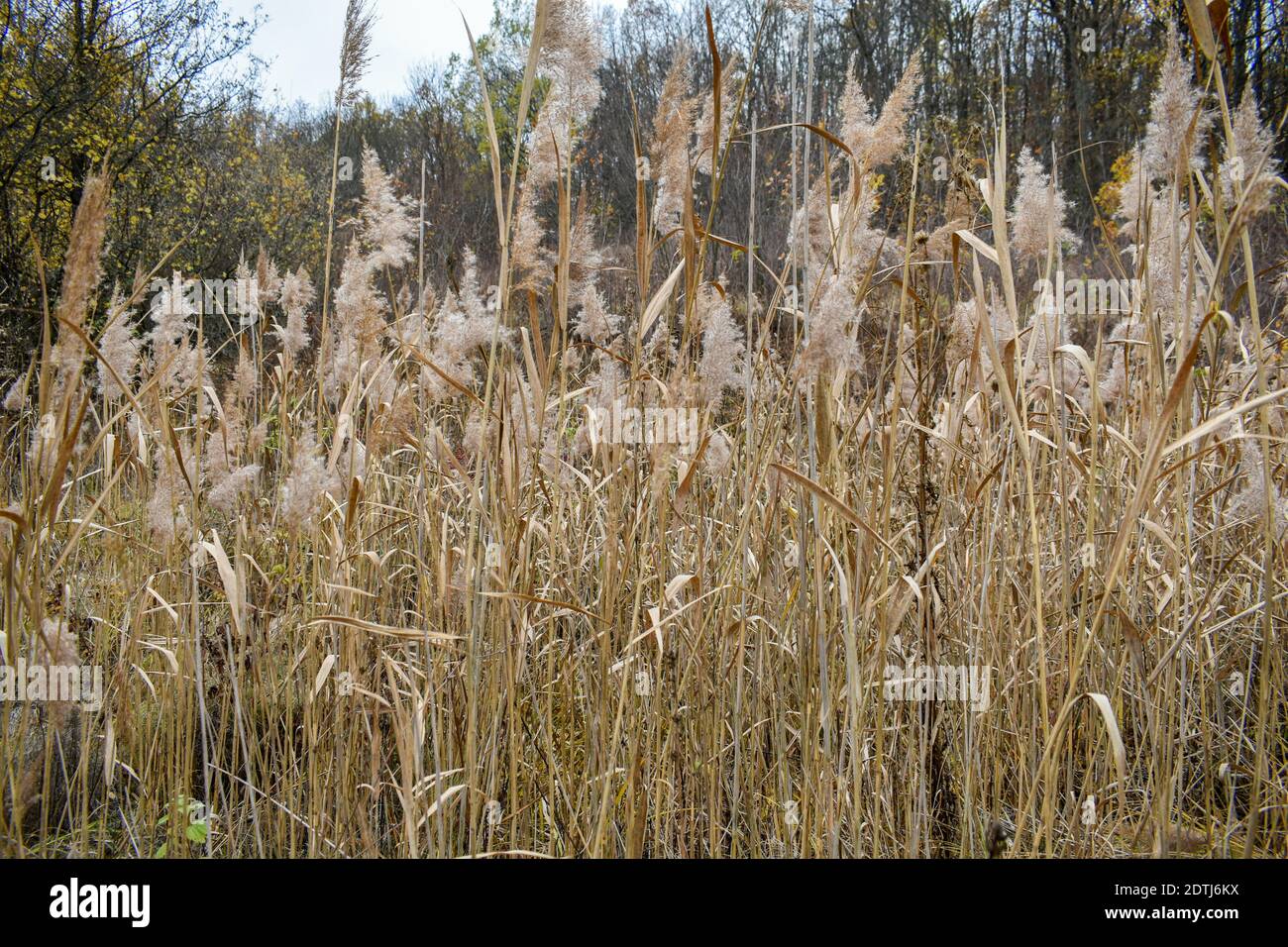Fluffy Reeds High Resolution Stock Photography and Images - Alamy