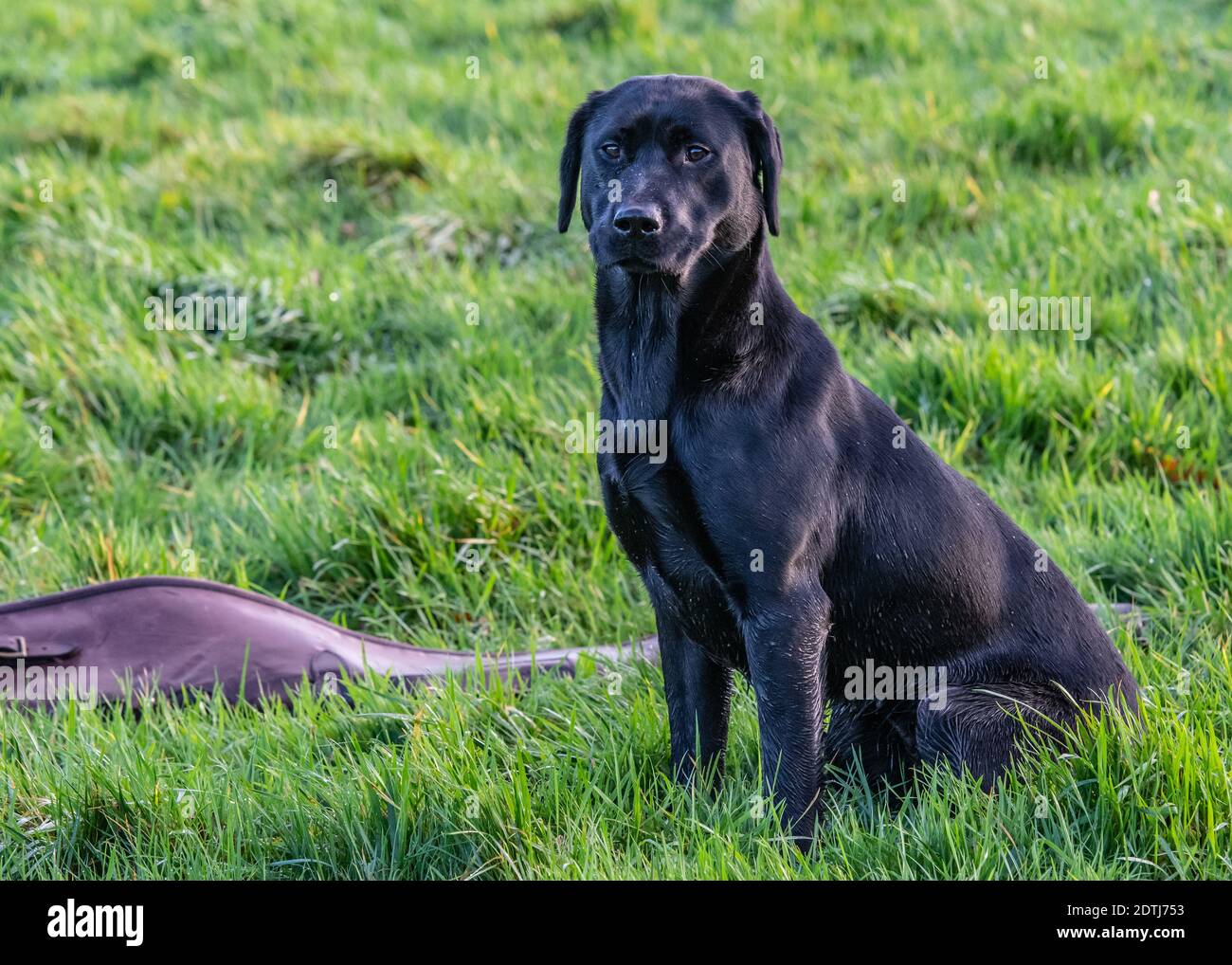 Black Labrador Retriever Stock Photo - Alamy