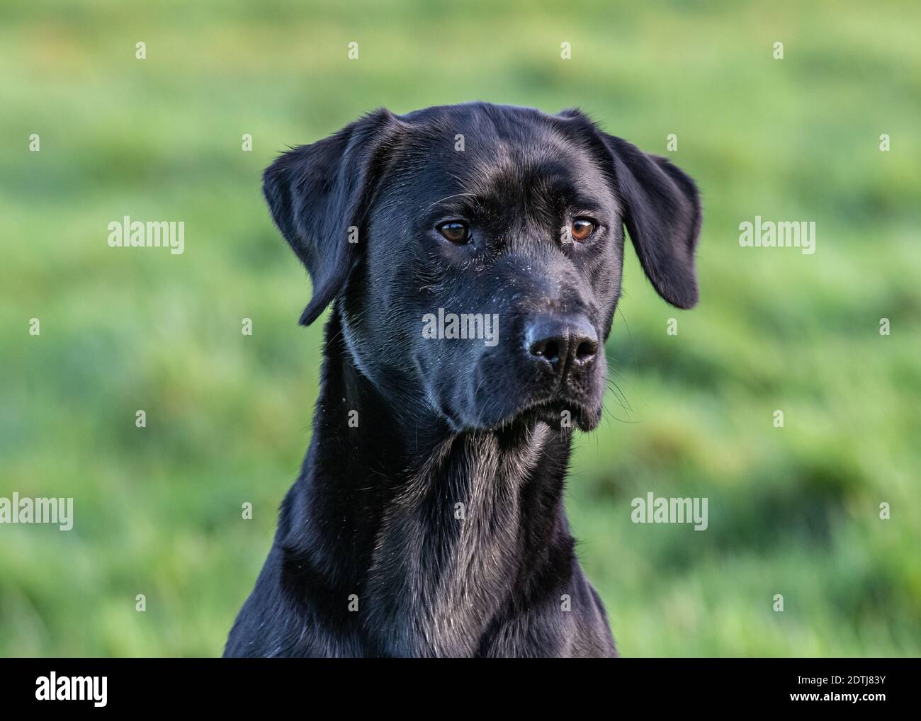 Black Labrador Retriever Stock Photo - Alamy