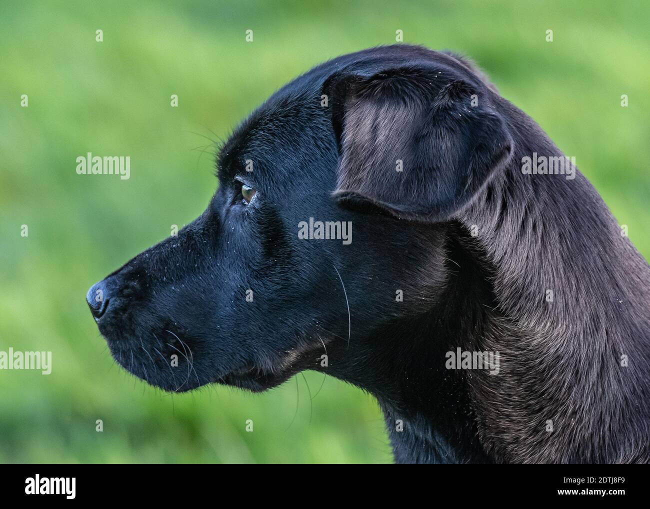 Labrador Retrieving A Dead Bird High Resolution Stock Photography and ...