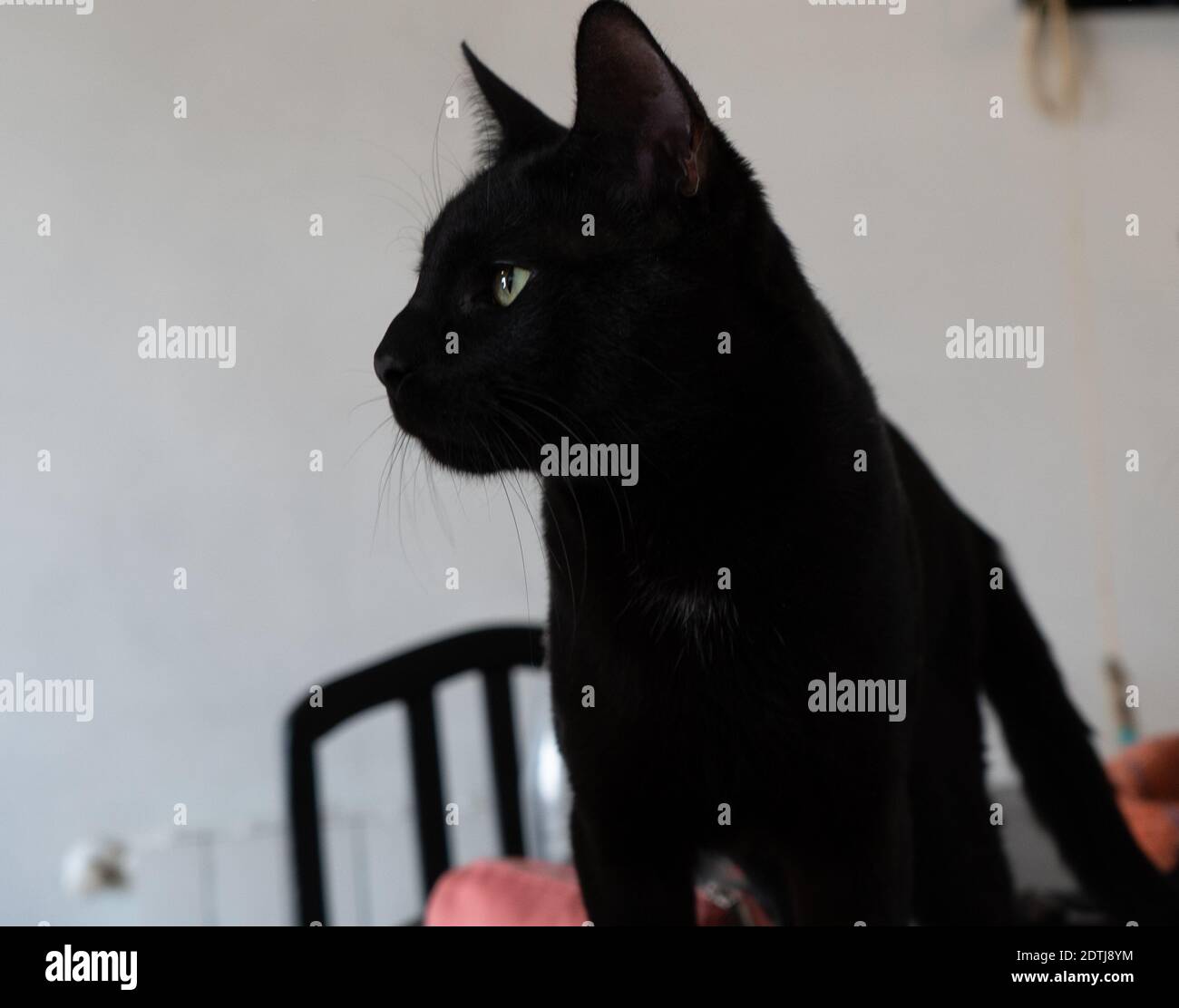 A portrait of a domestic black cat with a blurry background Stock Photo ...