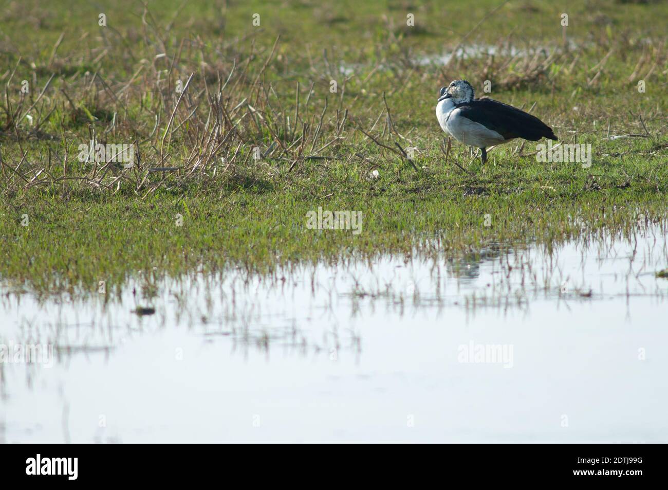 Male knob-billed duck Sarkidiornis melanotos resting. Keoladeo Ghana ...
