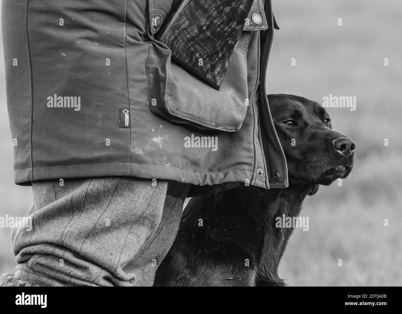 Labrador retrieving a dead bird Black and White Stock Photos & Images ...