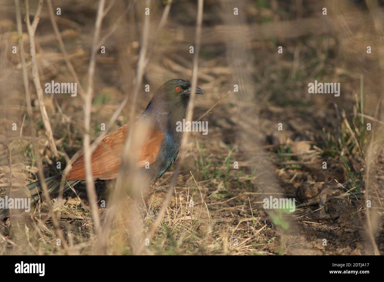 Greater coucal Centropus sinensis among the vegetation. Keoladeo Ghana ...
