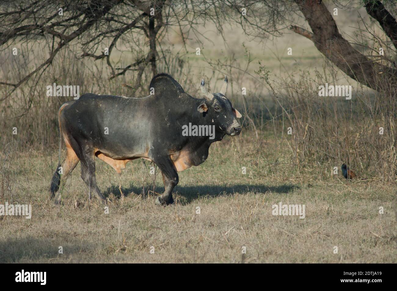 Zebu colors hi-res stock photography and images - Alamy