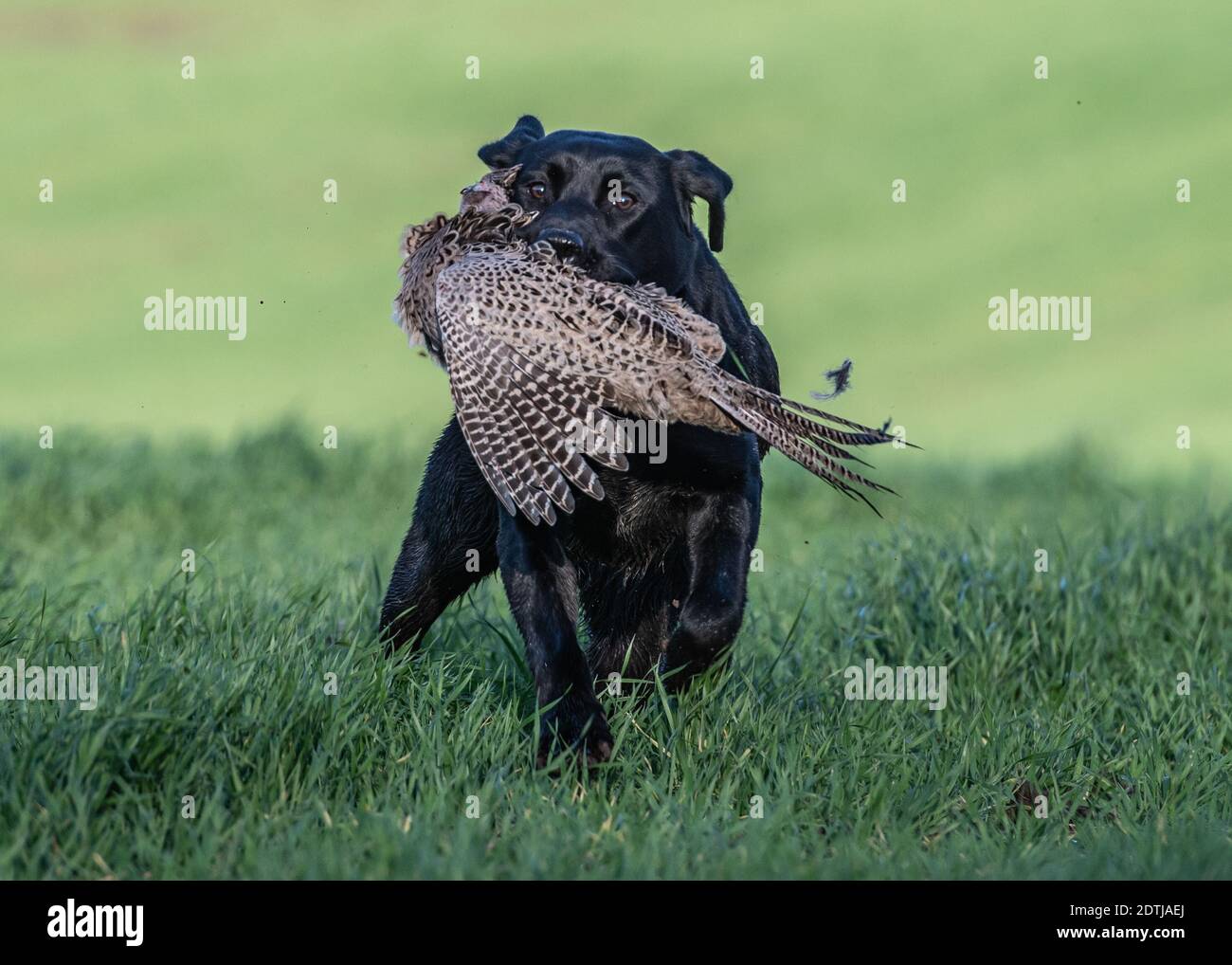 Labrador retrieving a dead bird hi-res stock photography and images - Alamy
