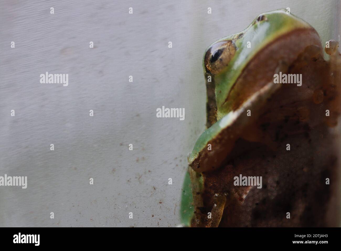 Close-up Of Frog Face Stock Photo - Alamy