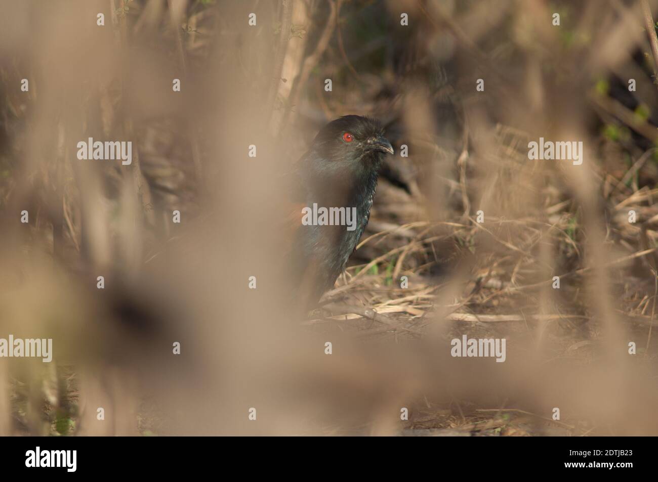 Greater coucal Centropus sinensis among the vegetation. Keoladeo Ghana ...
