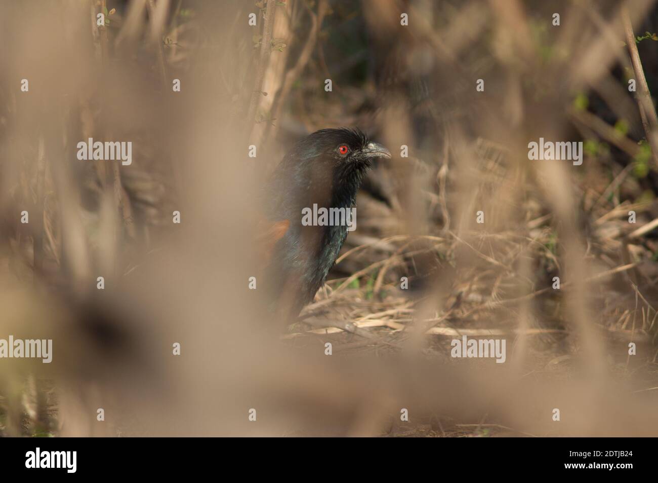 Greater coucal Centropus sinensis among the vegetation. Keoladeo Ghana ...