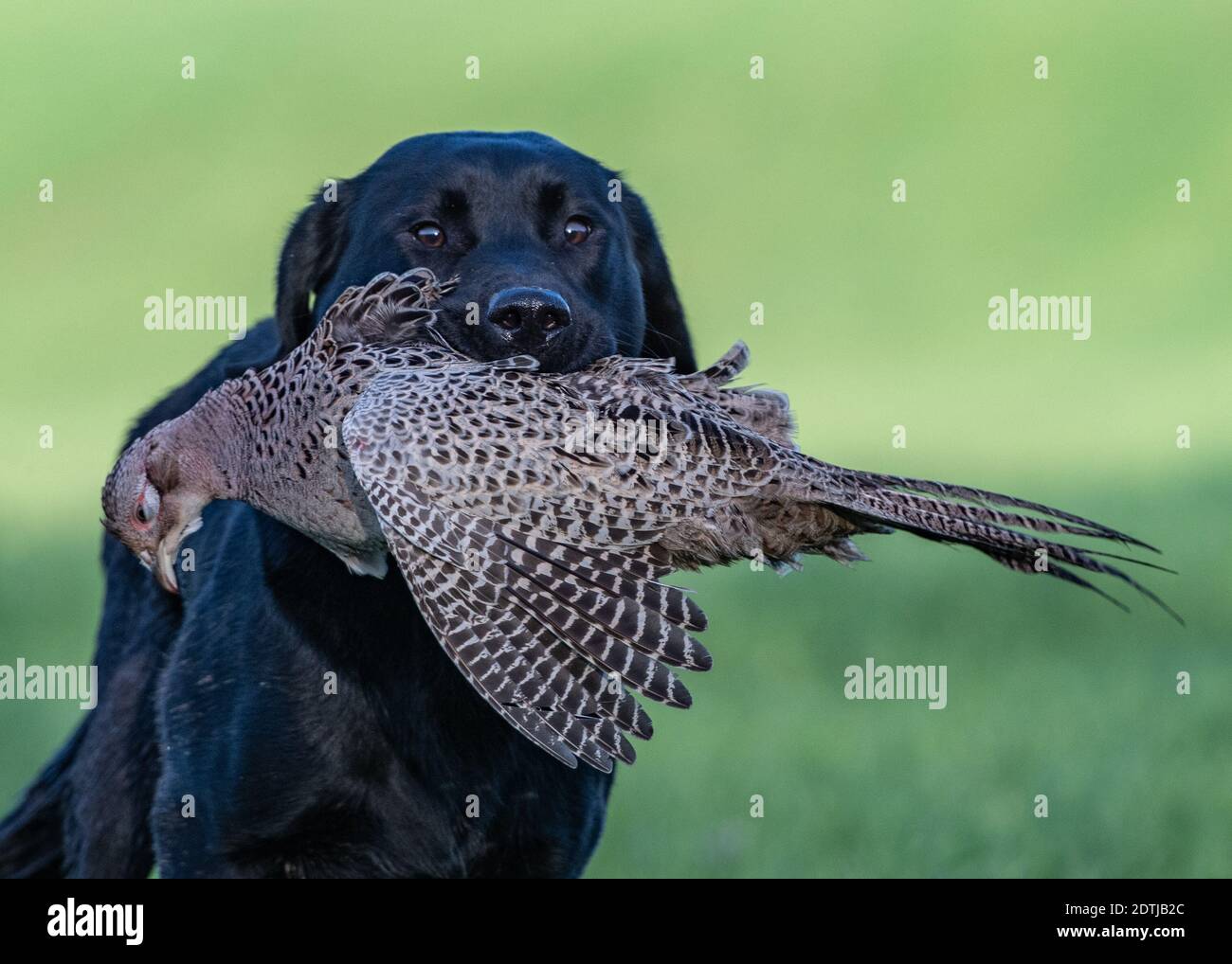 Black Labrador Retriever Stock Photo - Alamy