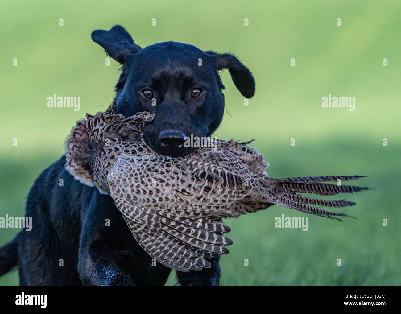 Black Labrador Retriever Stock Photo - Alamy