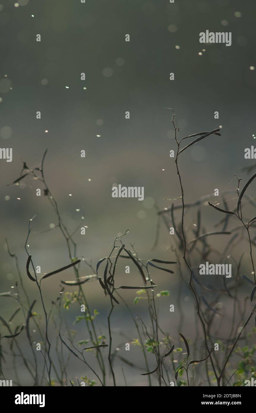 Leguminous plants and flying insects with backlight. Keoladeo Ghana ...