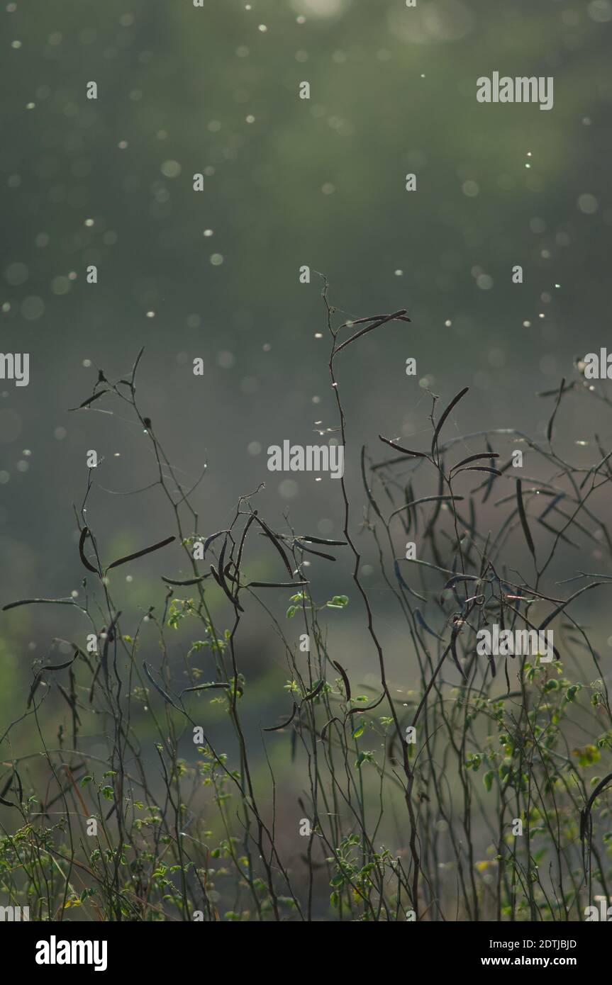 Leguminous plants and flying insects with backlight. Keoladeo Ghana ...
