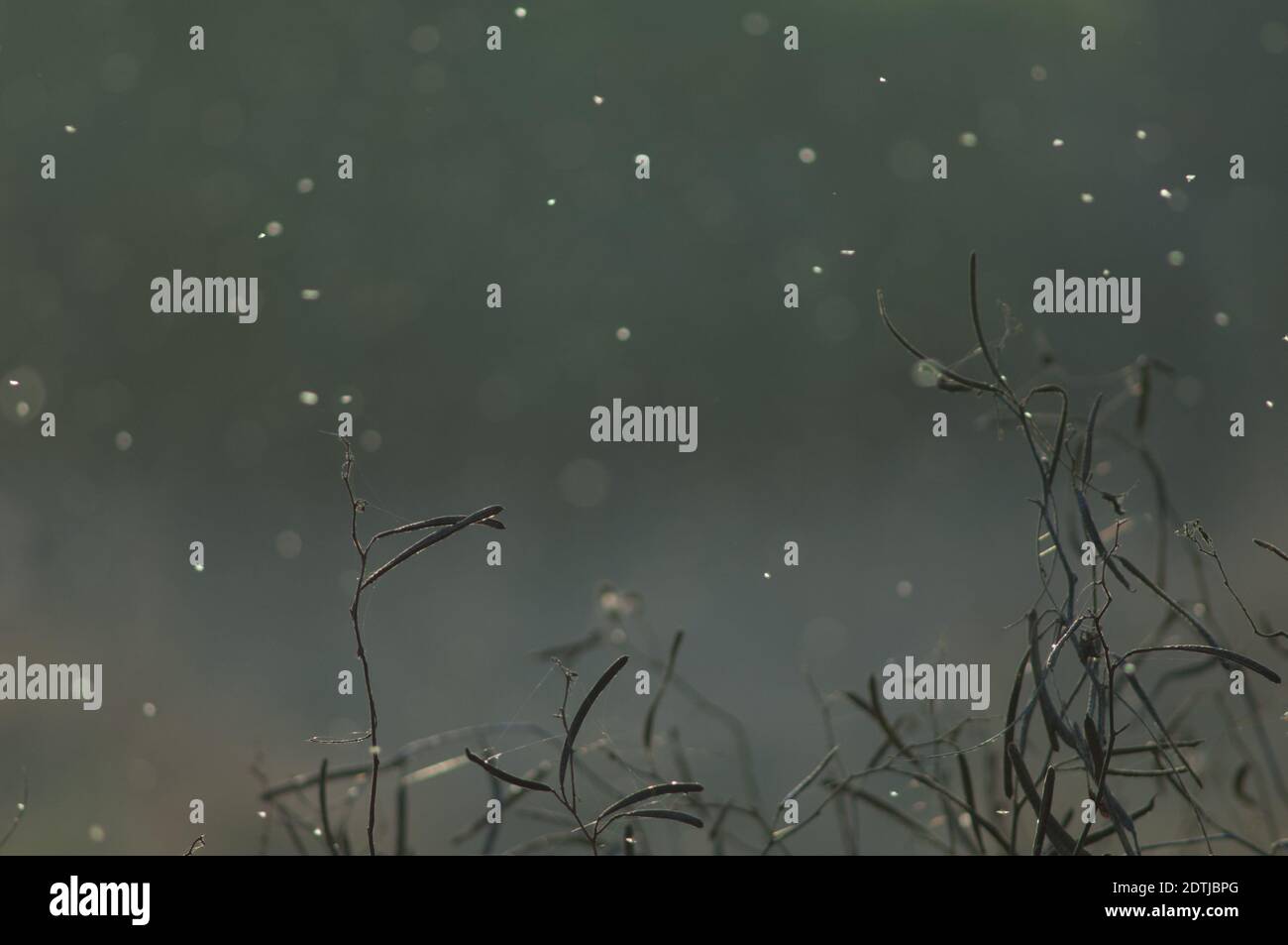 Leguminous plants and flying insects with backlight. Keoladeo Ghana ...